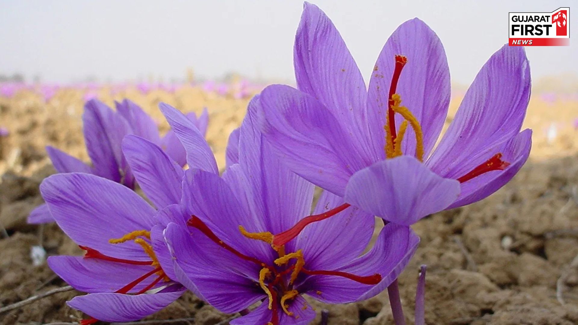 બિહારમાં 'લાલ સોના'ની ખેતી થઇ શકશે, ખેડૂતો માટે નવા યુગની શરૂઆત - Gujarat First